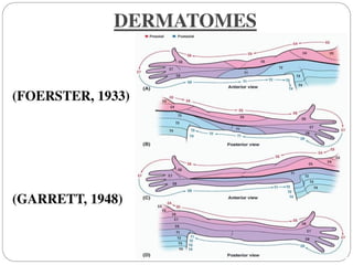 UPPER LIMB DERMATOMES AND THEIR CLINICAL SIGNIFICANCE. pptx | PPTX