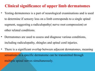 UPPER LIMB DERMATOMES AND THEIR CLINICAL SIGNIFICANCE. pptx | PPTX