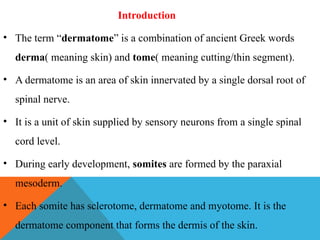 UPPER LIMB DERMATOMES AND THEIR CLINICAL SIGNIFICANCE. pptx | PPTX