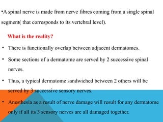 UPPER LIMB DERMATOMES AND THEIR CLINICAL SIGNIFICANCE. pptx | PPTX