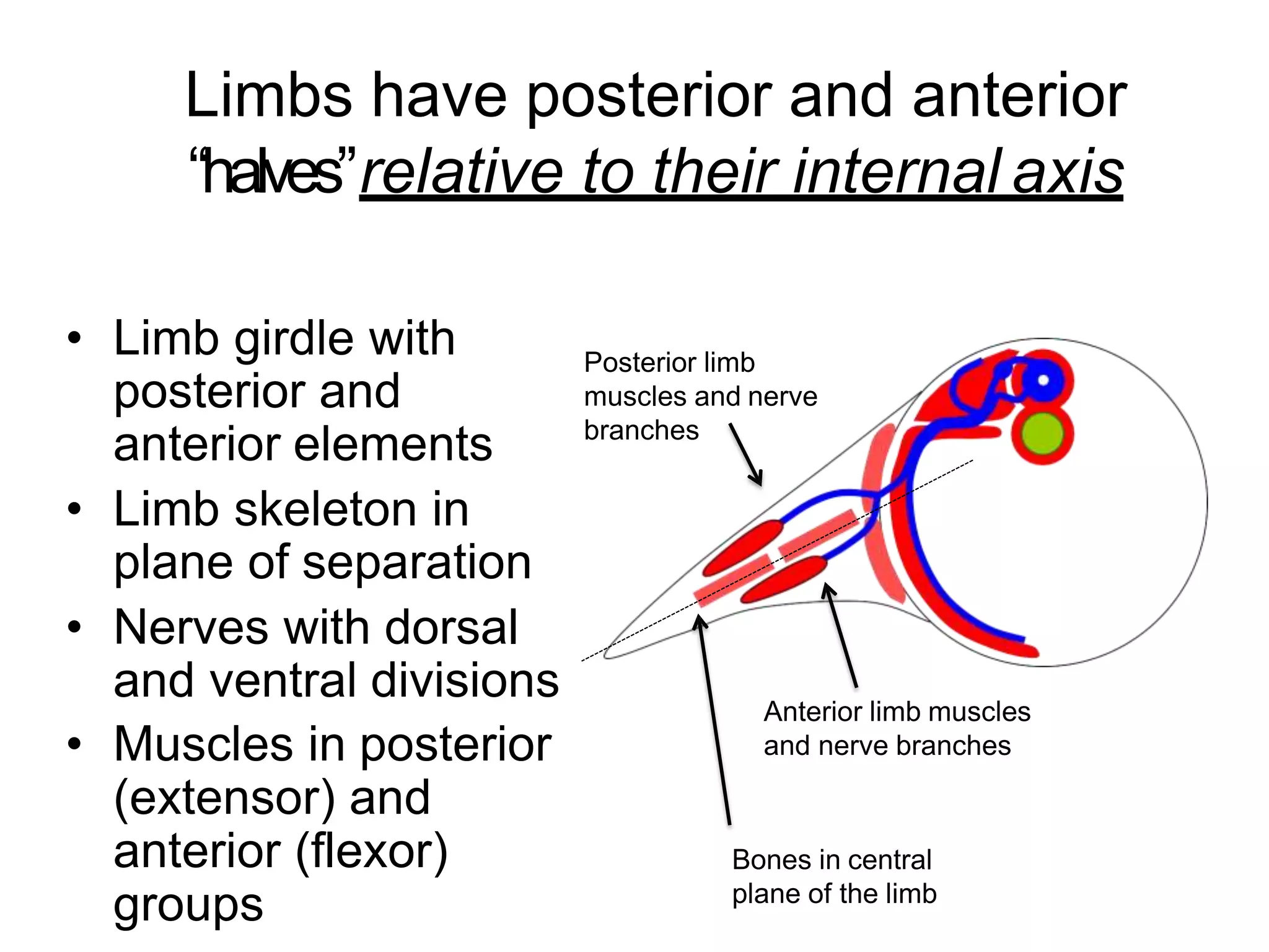 Upper limb full intro | PPT