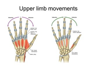 Upper limb full intro | PPTX