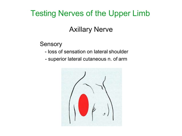 Upper limb full intro | PPT