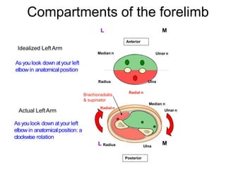 Upper limb full intro