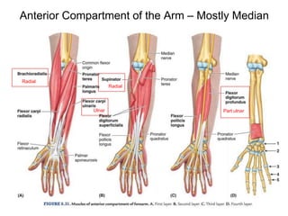 Upper limb full intro
