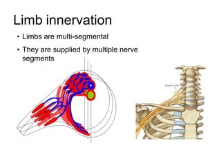 Upper limb full intro | PPT