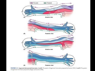 Upper limb full intro | PPT