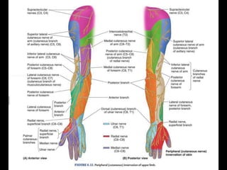 Upper limb full intro | PPT