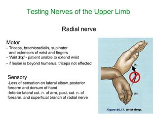 Upper limb full intro | PPT