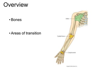 Upper limb full intro | PPT