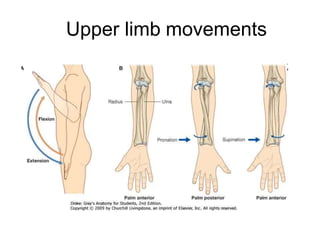 Upper limb full intro | PPT