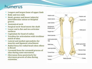 Upper limb introduction presentation by Dr Ela | PPTX