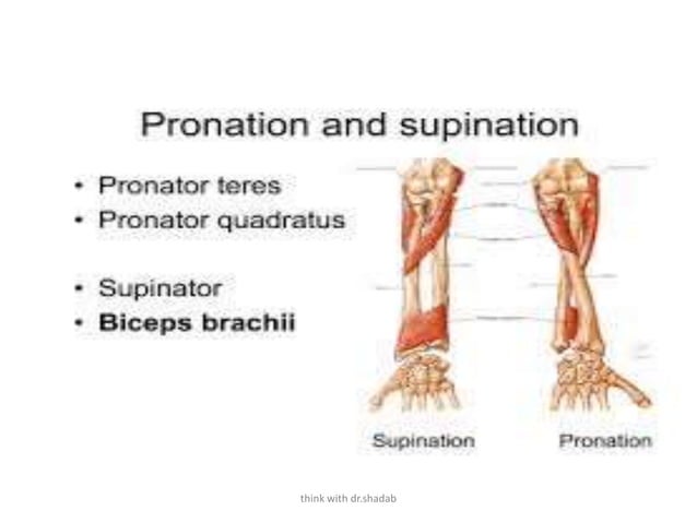 Upper limb mcqs joints and muscles by Dr. Shadab Kamal | PPTX