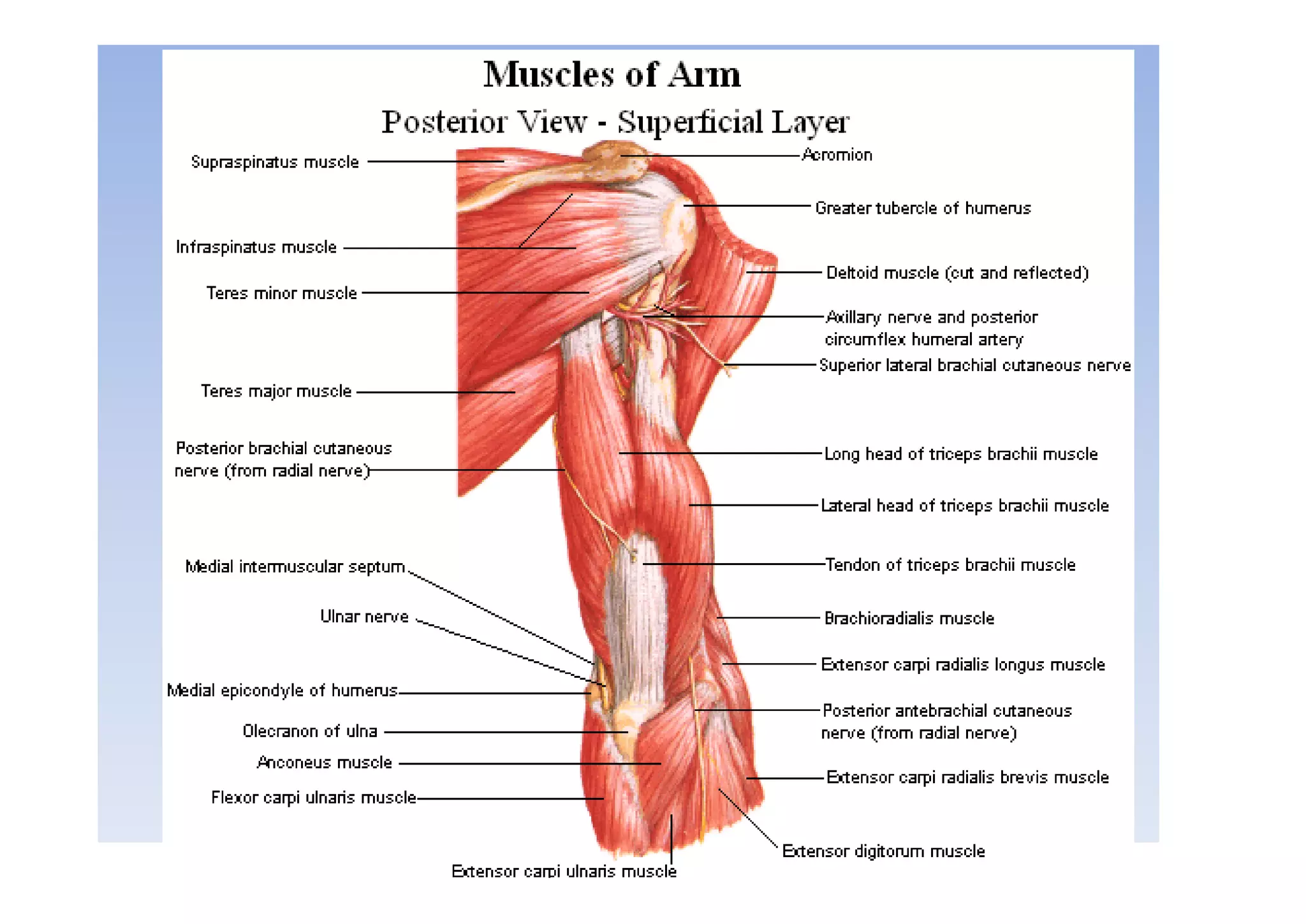 upper limb muscle anatomy.pdf | Free Download
