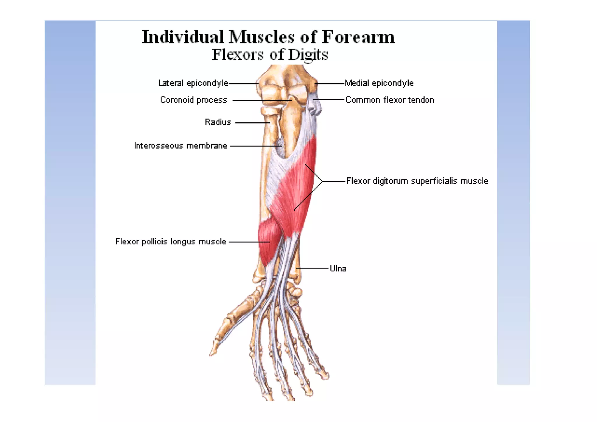 upper limb muscle anatomy.pdf | Free Download