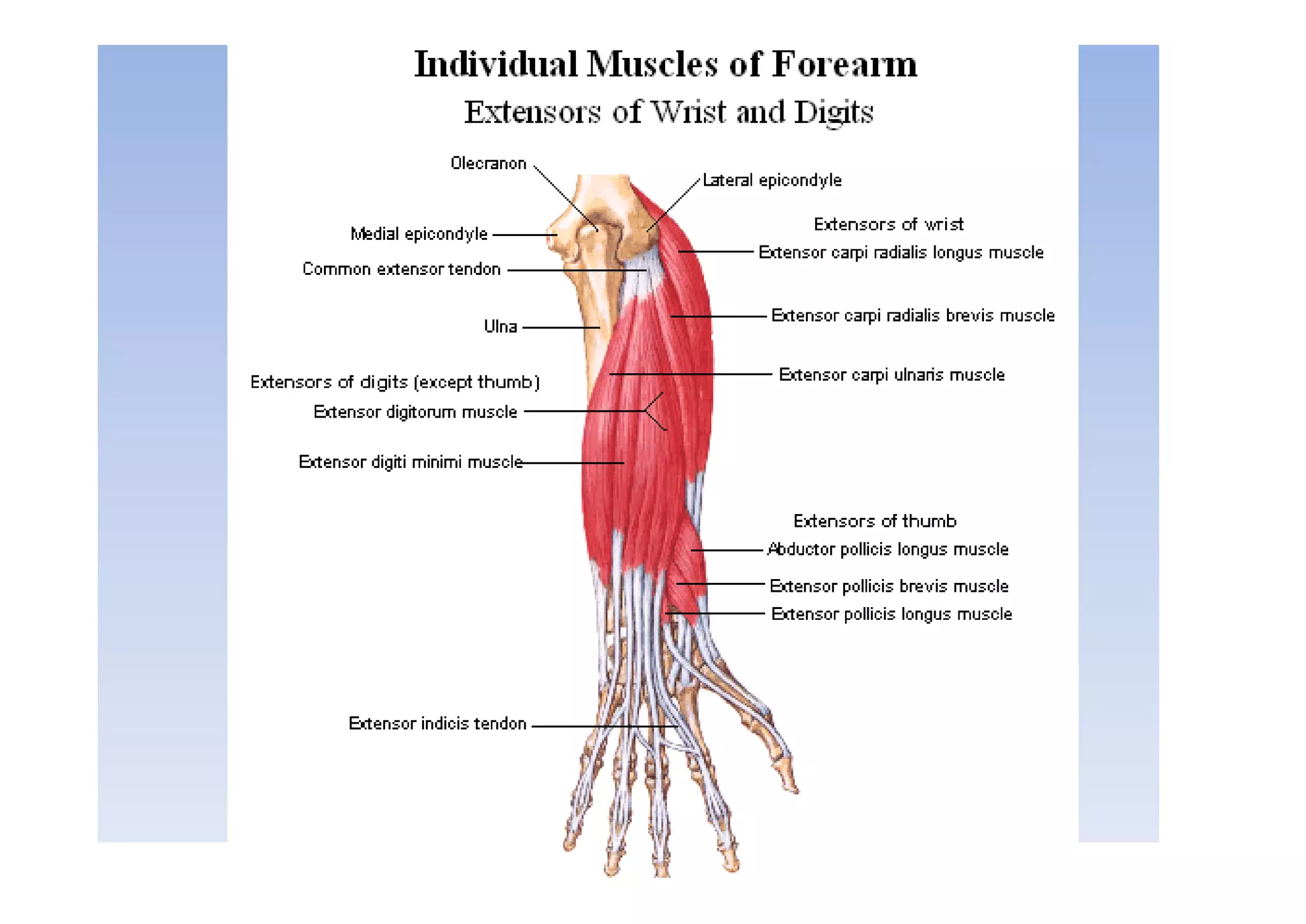 upper limb muscle anatomy.pdf | Free Download