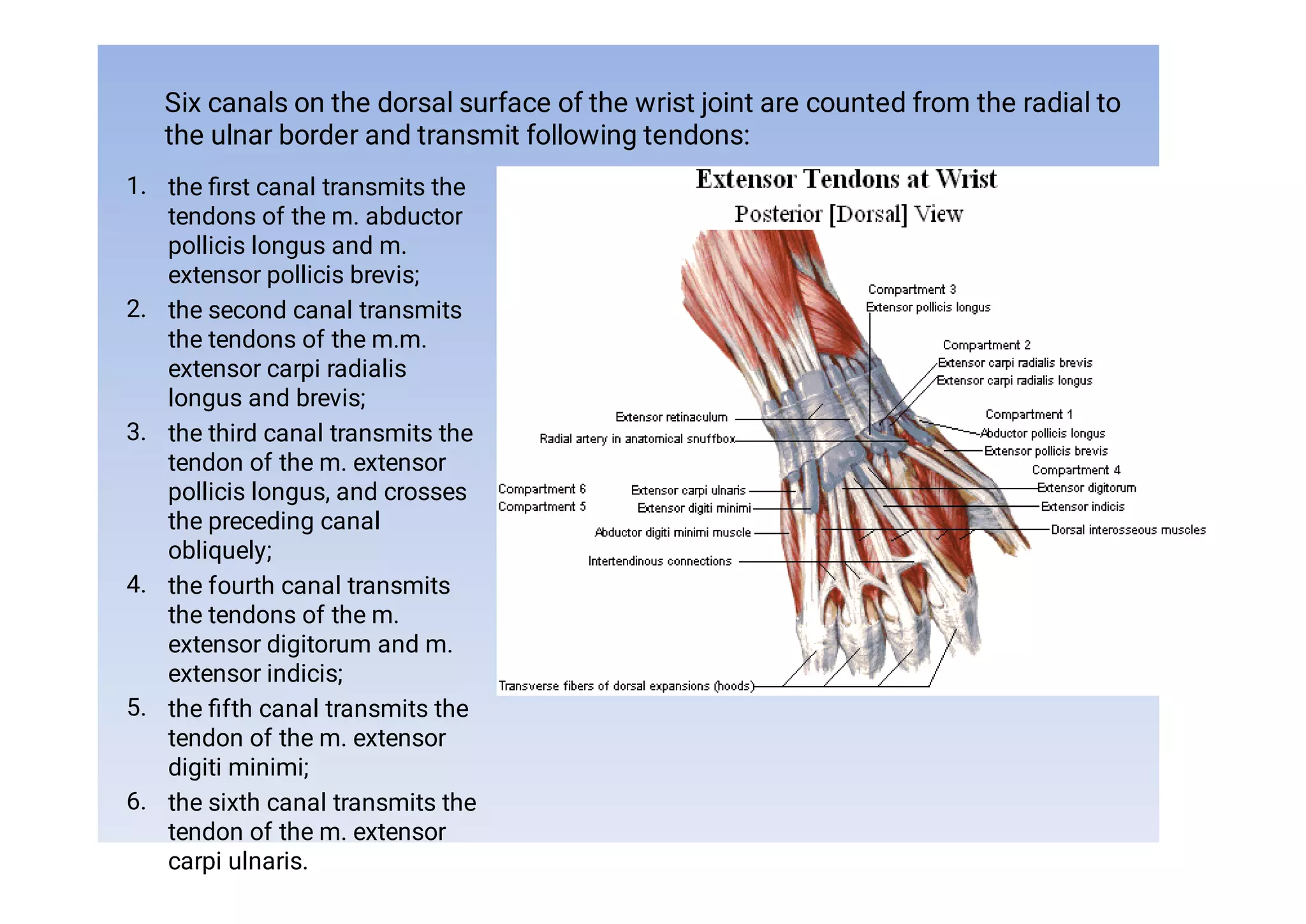 upper limb muscle anatomy.pdf | Free Download