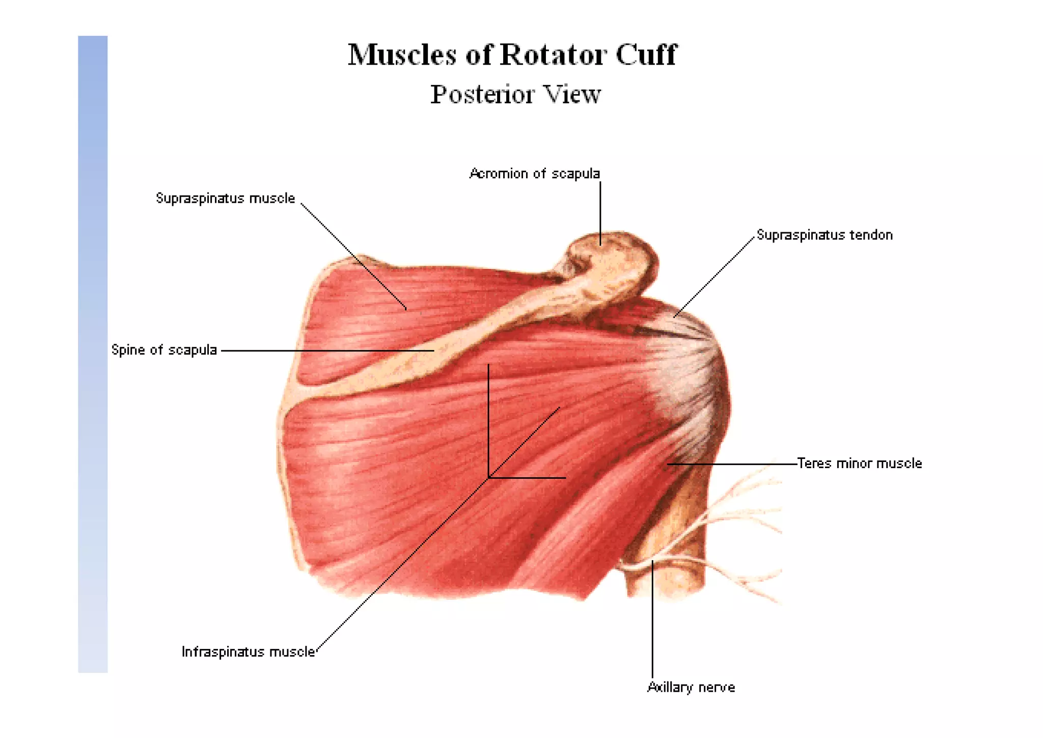 upper limb muscle anatomy.pdf
