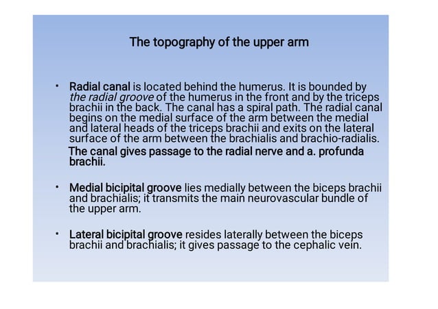 Upper Limb Muscle Anatomy Pdf