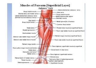 upper limb muscle anatomy.pdf | Free Download