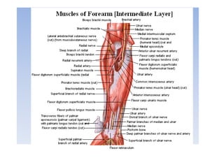 upper limb muscle anatomy.pdf | Free Download