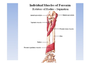 upper limb muscle anatomy.pdf | Free Download