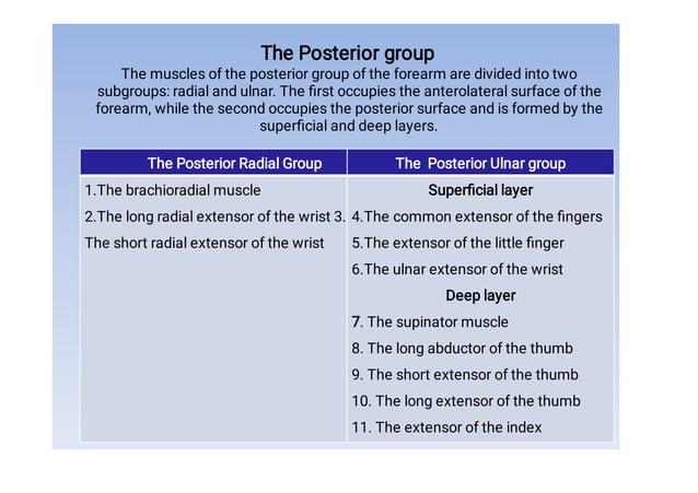 upper limb muscle anatomy.pdf | Free Download