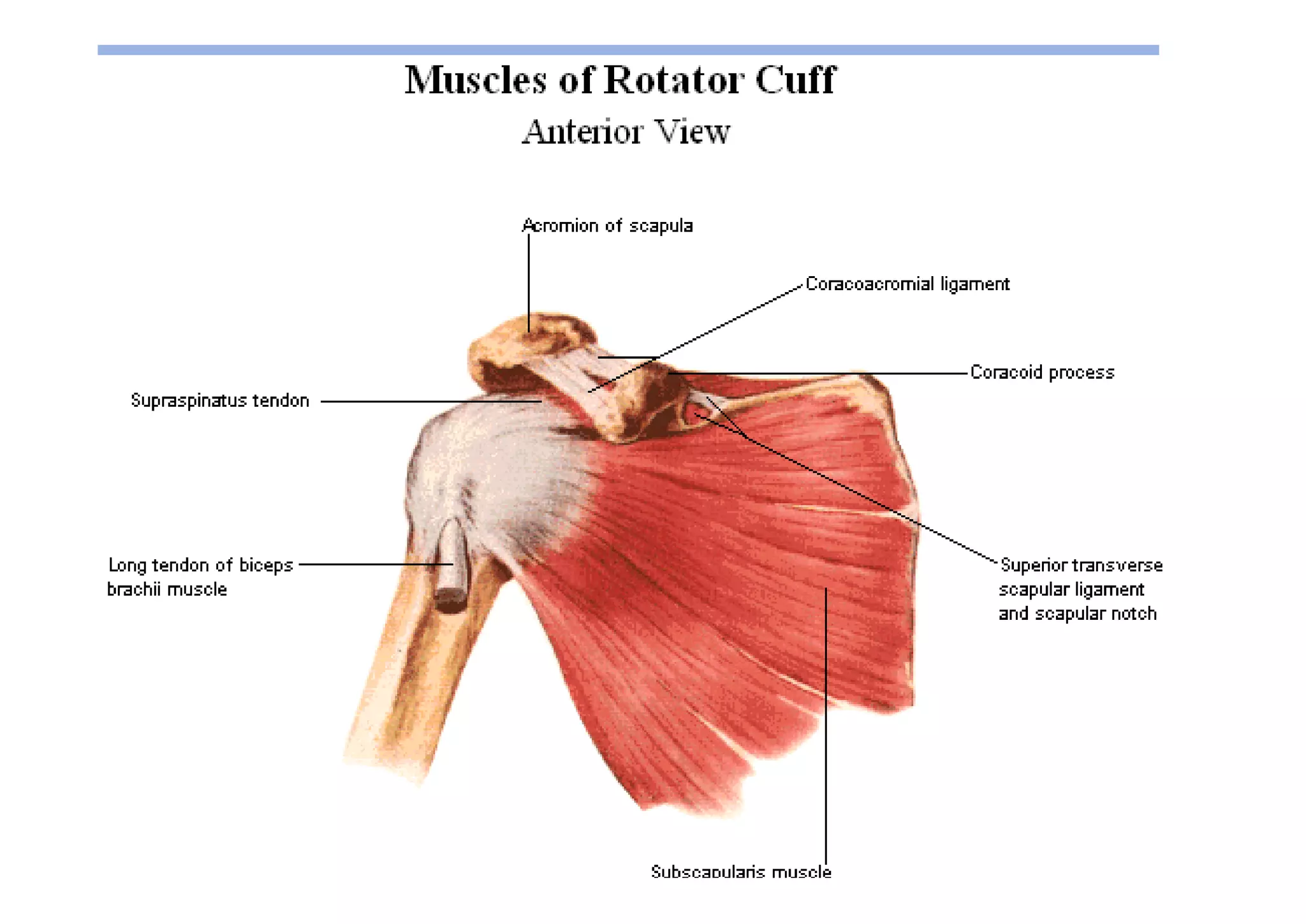 upper limb muscle anatomy.pdf