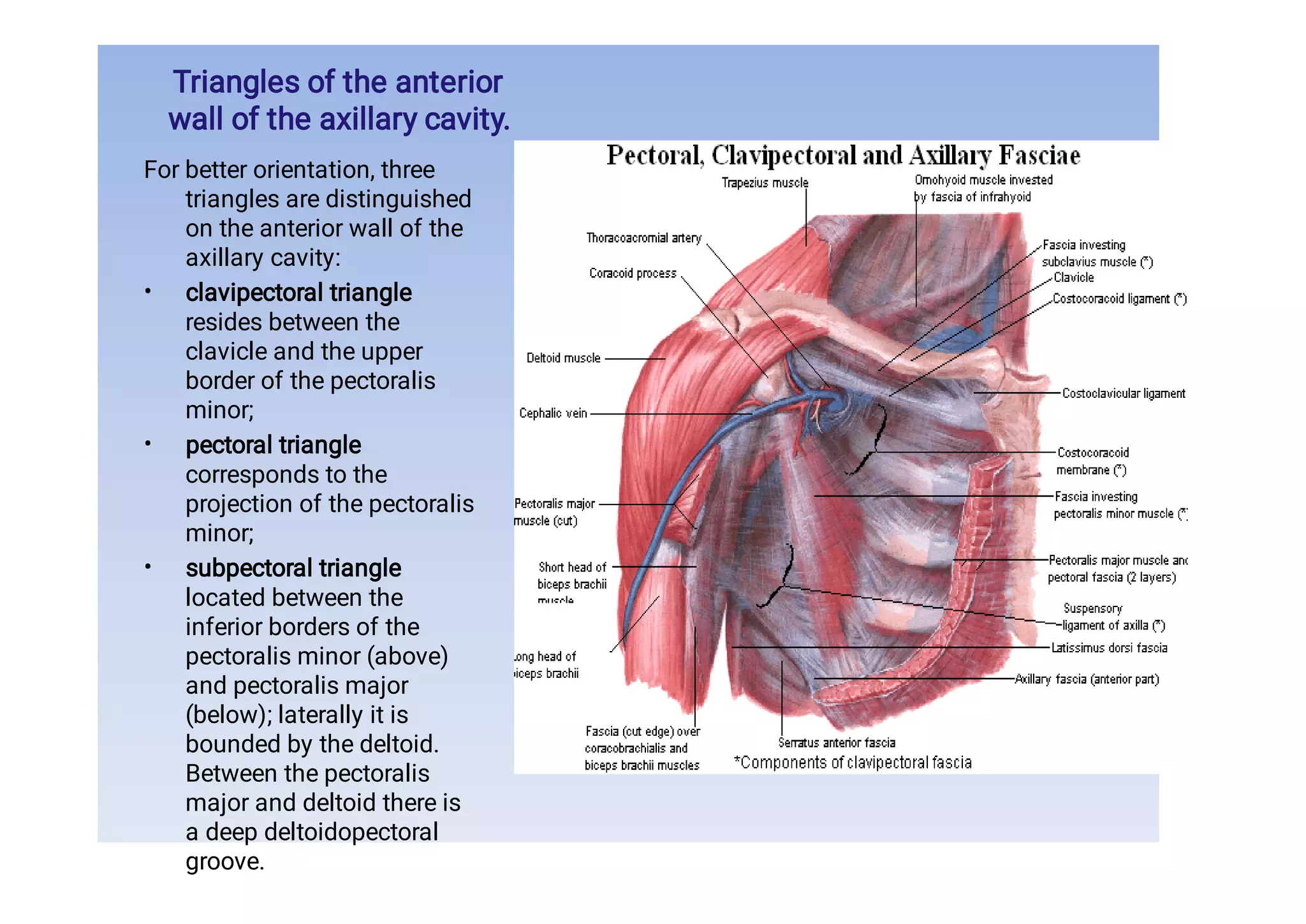 upper limb muscle anatomy.pdf