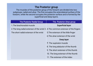 upper limb muscle anatomy.pdf