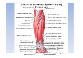 upper limb muscle anatomy.pdf