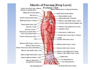 Muscles Of Upper Limb Anterior And Posterior View In 2023, 53% OFF