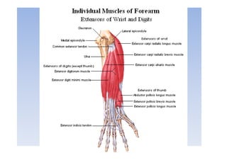 upper limb muscle anatomy.pdf