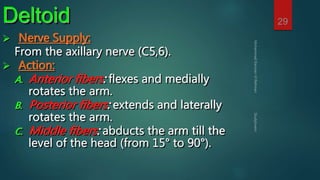 Upper limb muscles | PPSX