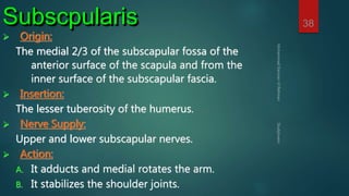 Upper limb muscles | PPSX