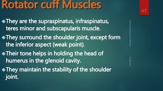 Upper limb muscles | PPSX
