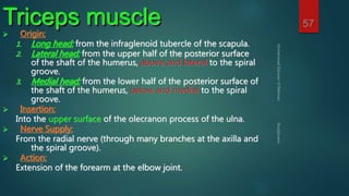 Upper limb muscles | PPSX