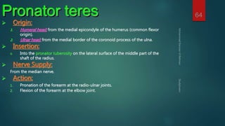 Upper limb muscles | PPSX