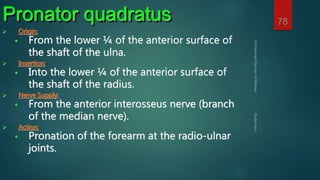 Upper limb muscles | PPSX