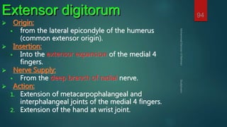 Upper limb muscles | PPSX