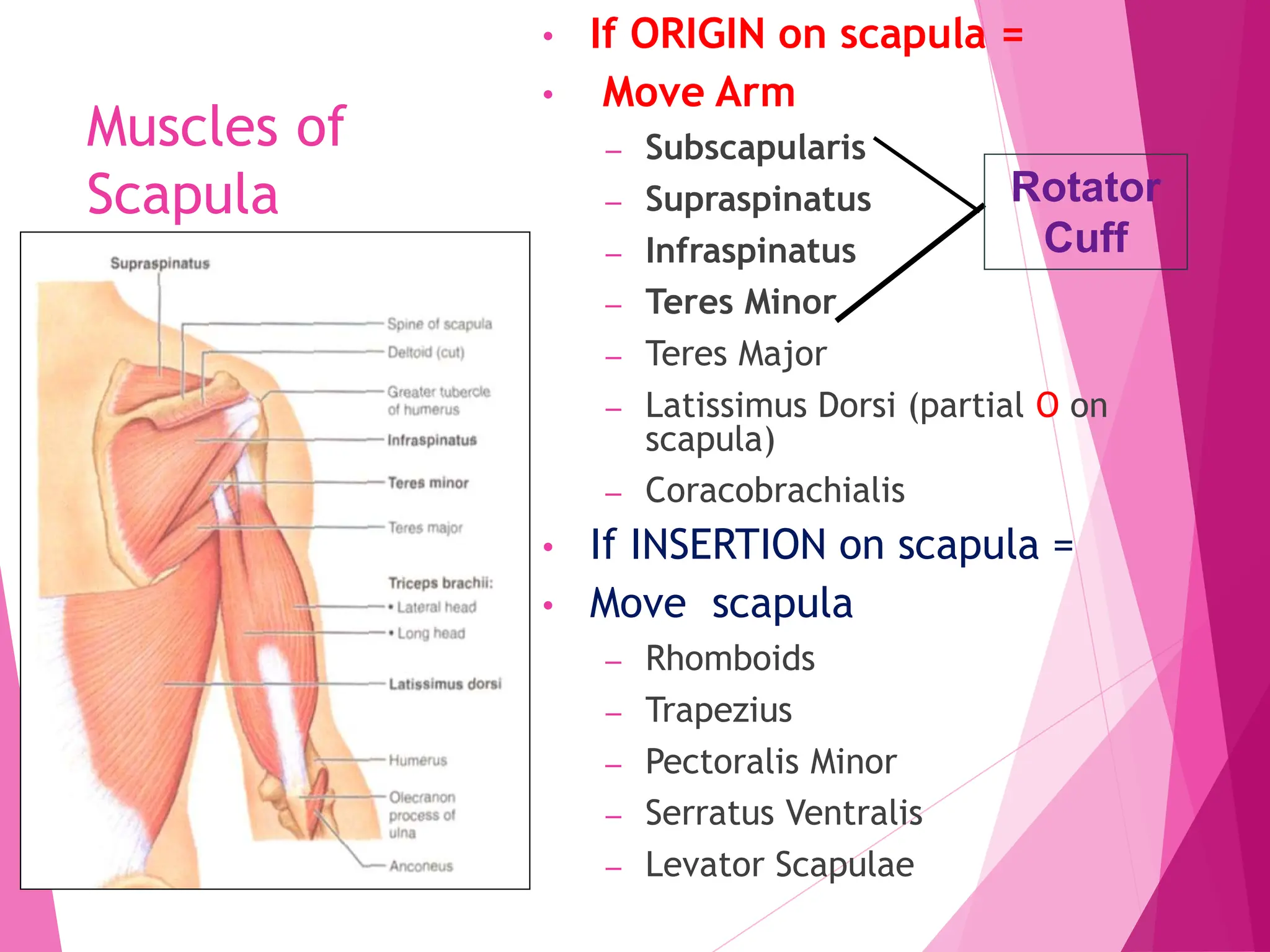 UPPER LIMB MUSCLES.pdf anatomy for first year | PDF