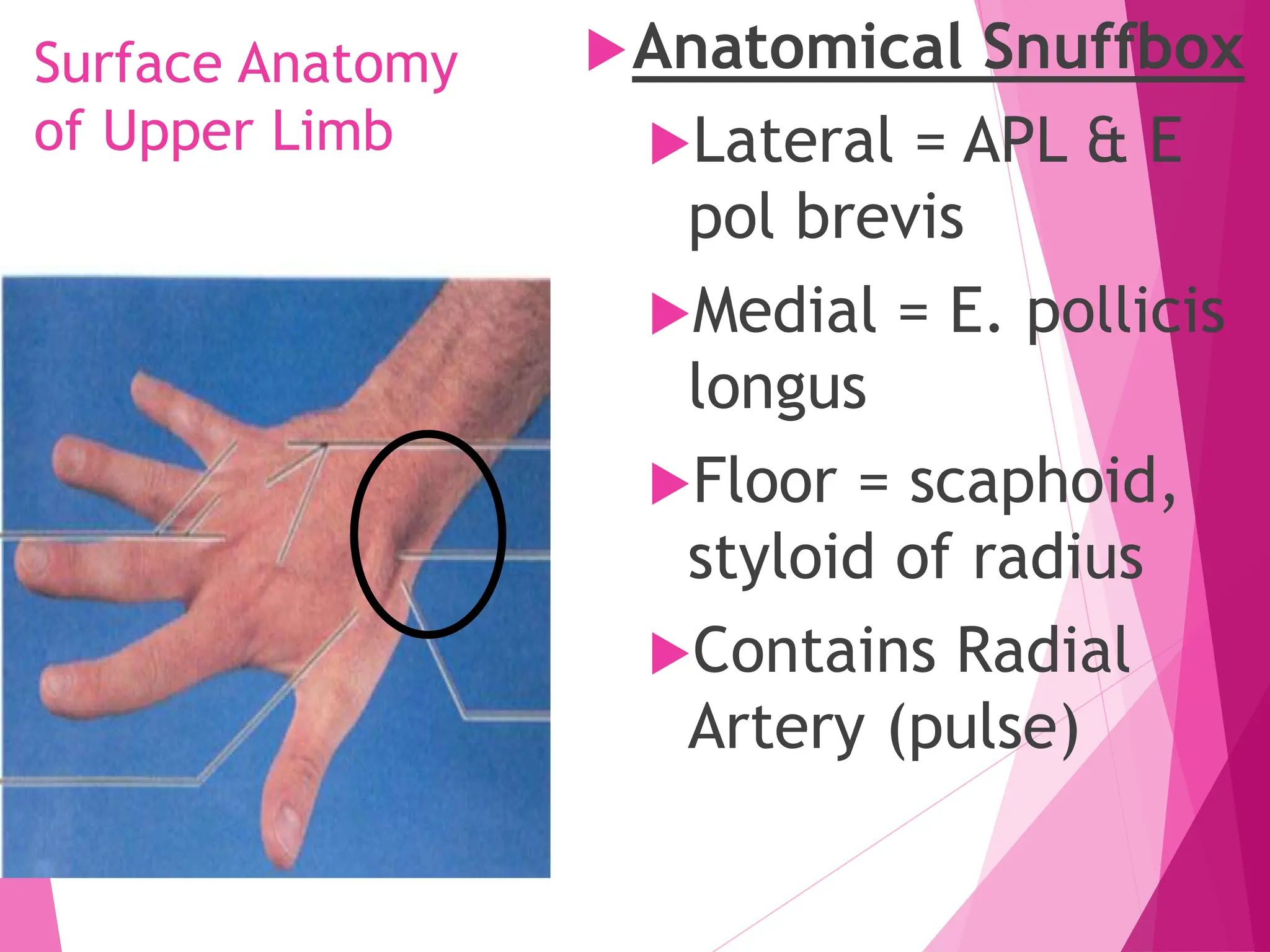 UPPER LIMB MUSCLES.pdf anatomy for first year | PDF
