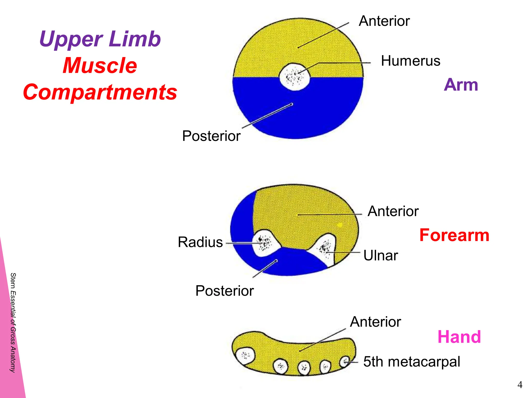 UPPER LIMB MUSCLES.pdf anatomy for first year | PDF