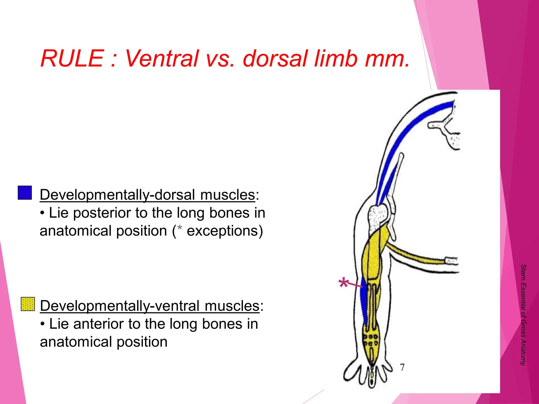 UPPER LIMB MUSCLES.pdf anatomy for first year | PDF