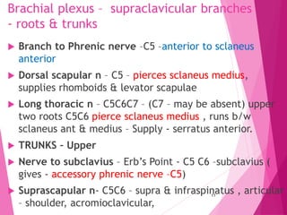 UPPER LIMB MUSCLES.pdf anatomy for first year | PPT