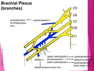 UPPER LIMB MUSCLES.pdf anatomy for first year | PPT