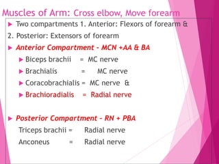 UPPER LIMB MUSCLES.pdf anatomy for first year | PDF