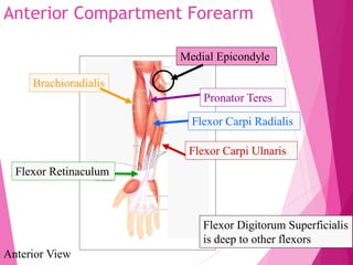 UPPER LIMB MUSCLES.pdf anatomy for first year | PDF