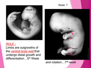 UPPER LIMB MUSCLES.pdf anatomy for first year | PPT