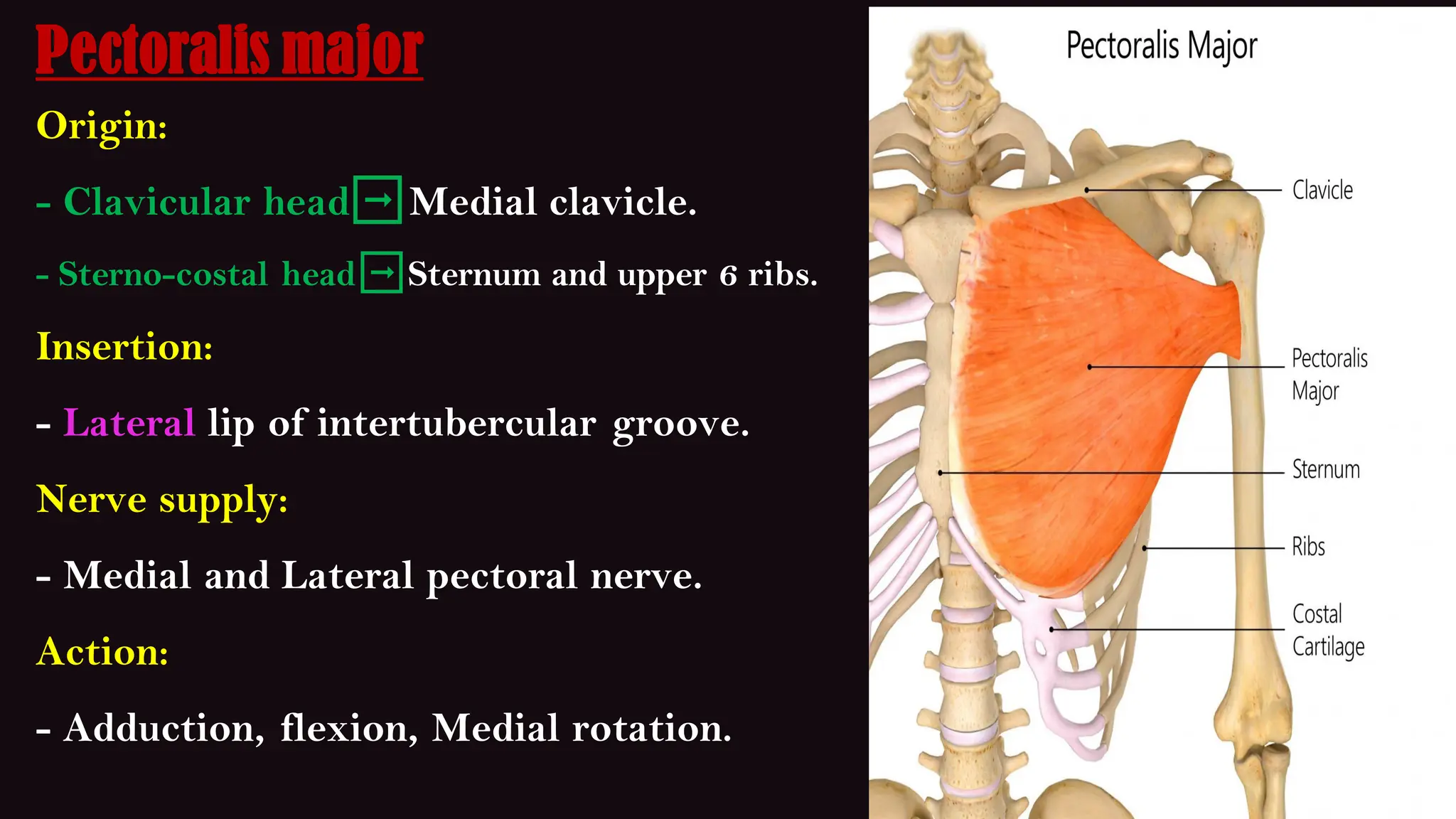 Upper limb muscles ( anatomy - muscles). | PDF